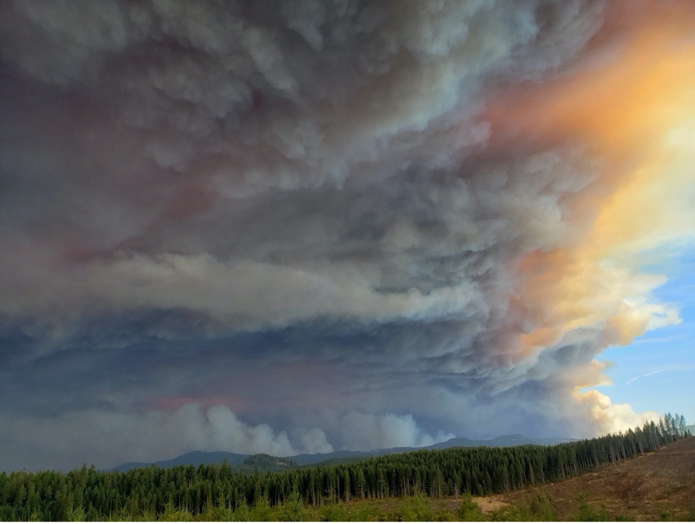 Ask a forester: How to restore forests after wildfires - Oregon Forests ...