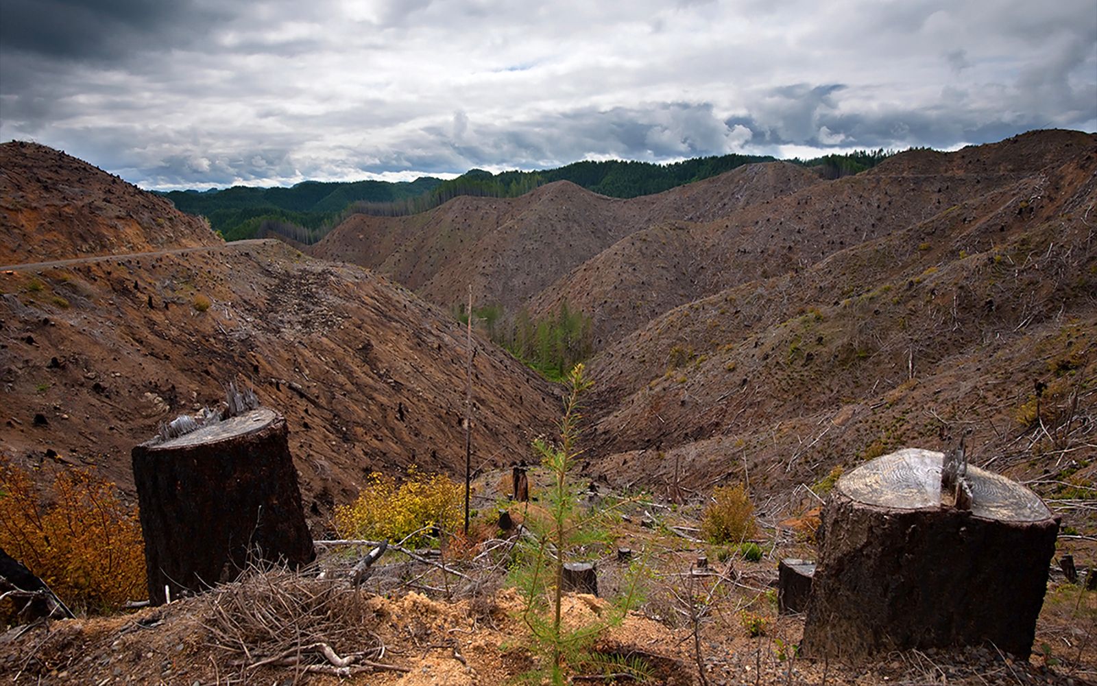 Q&A with Roseburg: Post-fire Restoration - Oregon Forests Forever