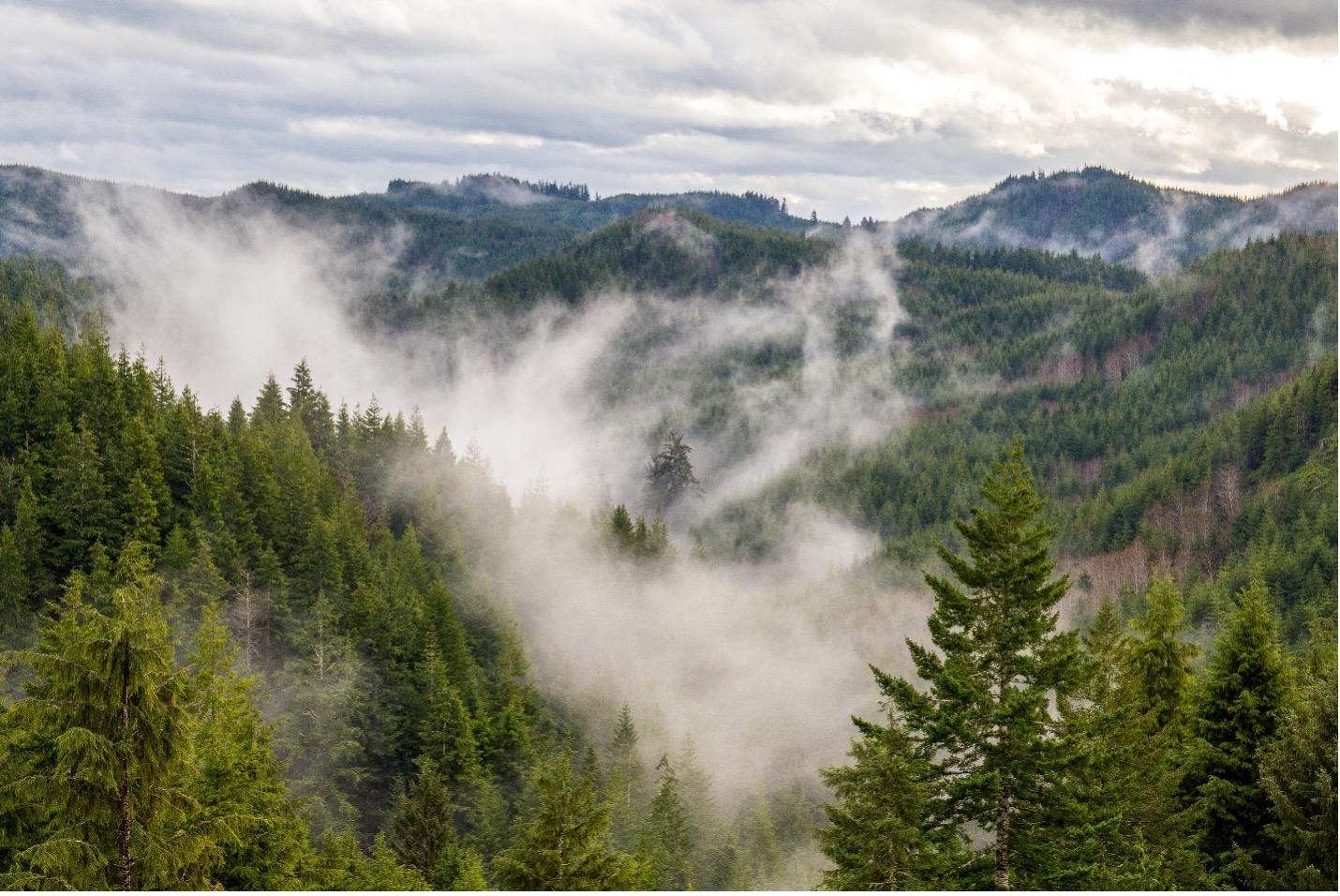 Why Oregon loves the Doug-fir - Oregon Forests Forever