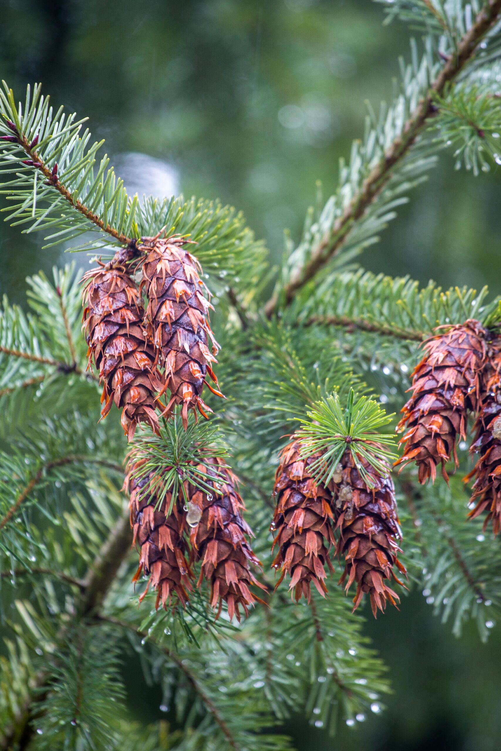 Why Oregon loves the Doug-fir - Oregon Forests Forever