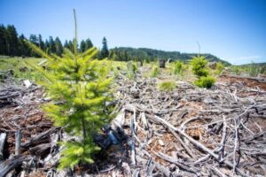 What Is Reforestation? - Oregon Forests Forever