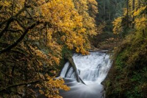 5 Types of Trees for Which Oregon Is Known - Oregon Forests Forever