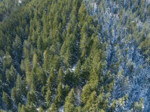 5 Types of Trees for Which Oregon Is Known - Oregon Forests Forever