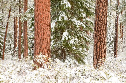7 More Native Trees You’ll Find in Oregon’s Forests - Oregon Forests ...