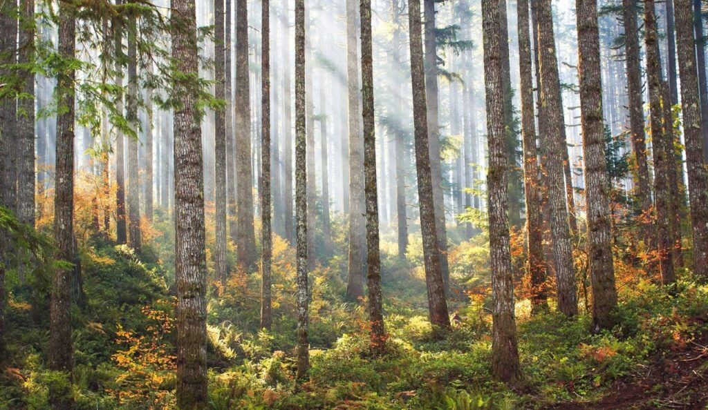 Ask a Forester – Oregon Forests Forever